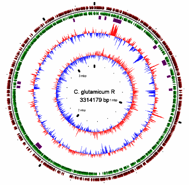 RITE Molecular Microbiology and Biotechnology Group
