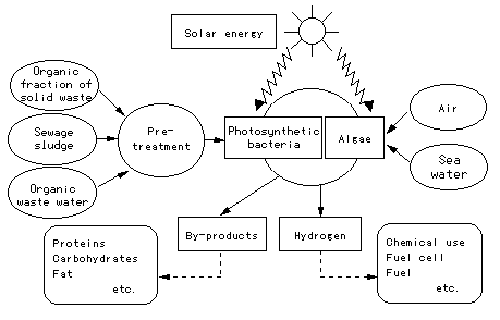 Project for Biological Production of Hydrogen