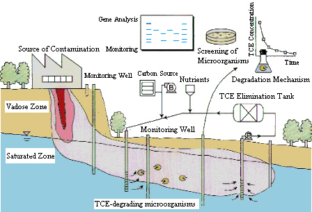 [Schematic Diagram of In Situ Binoremediation Process]